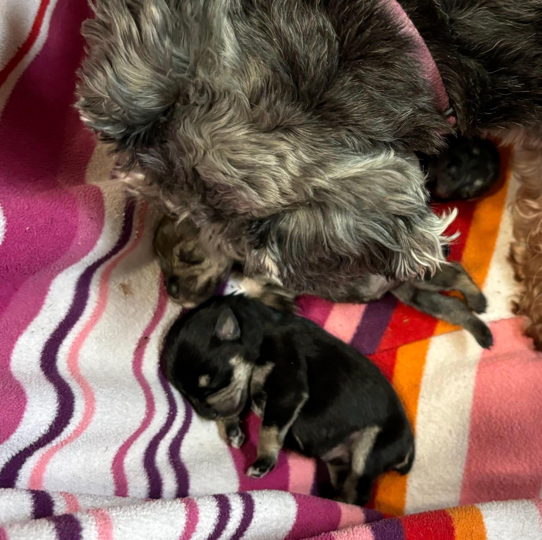 Miniature Schnauzers