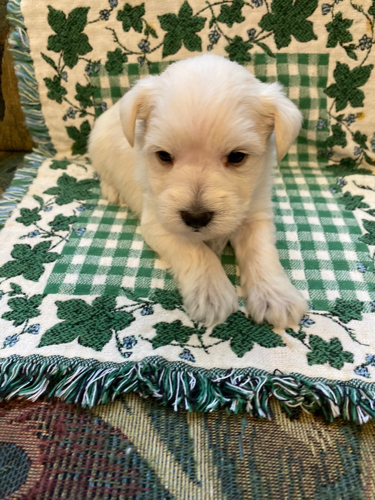 Miniature Schnauzers