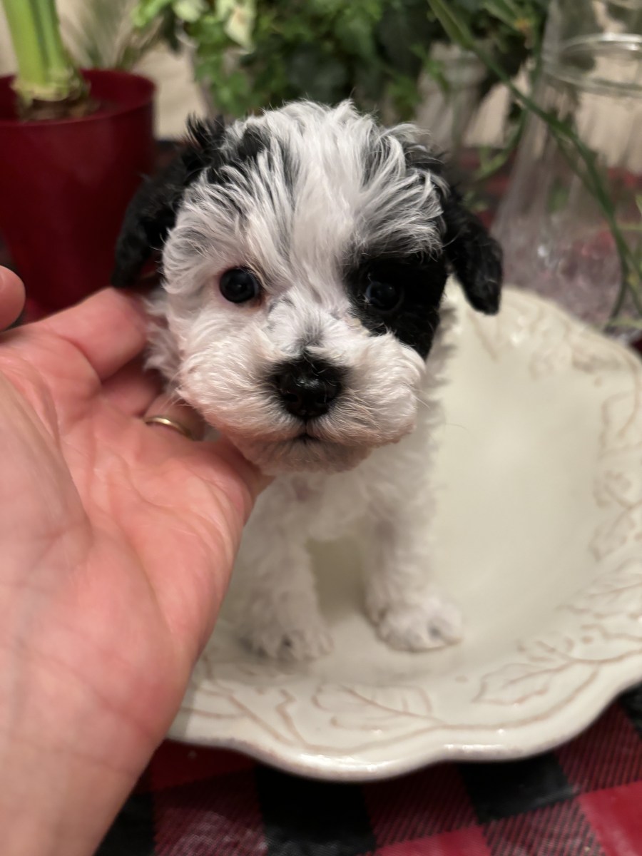 Miniature Schnoodles