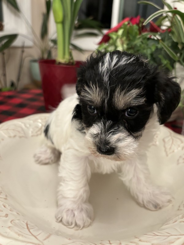 Miniature Schnoodles